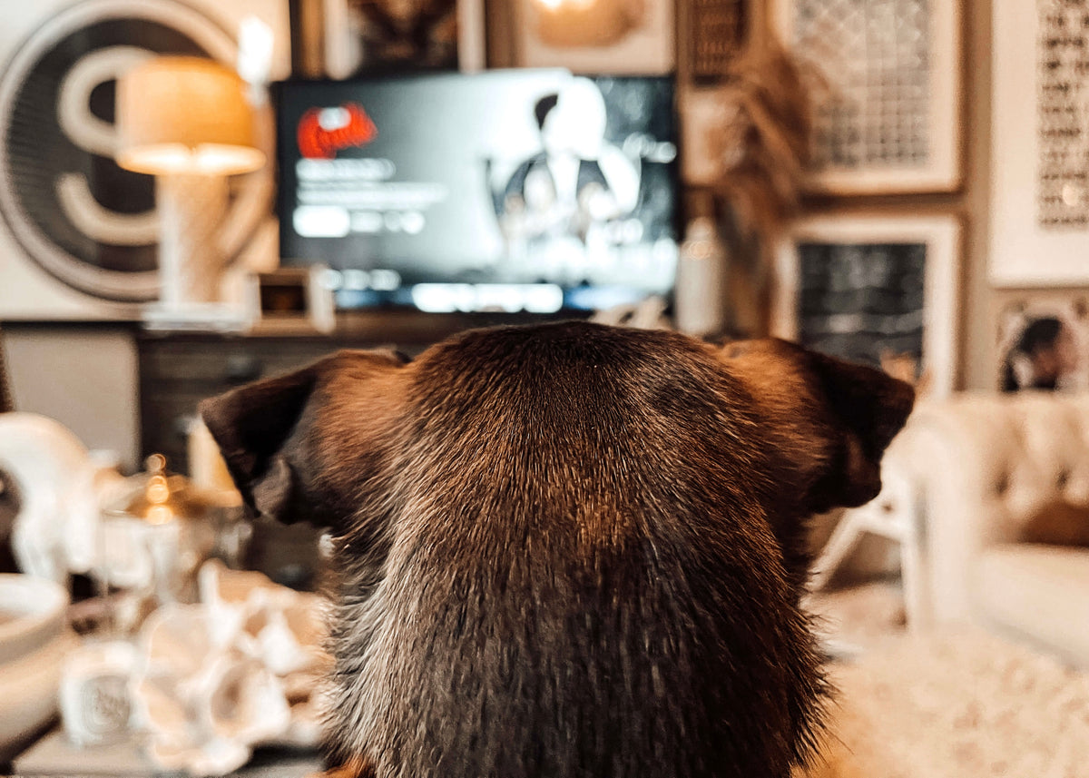14 Movies To Stream With Your Dog This Fall And Winter – Lindseyandcoco